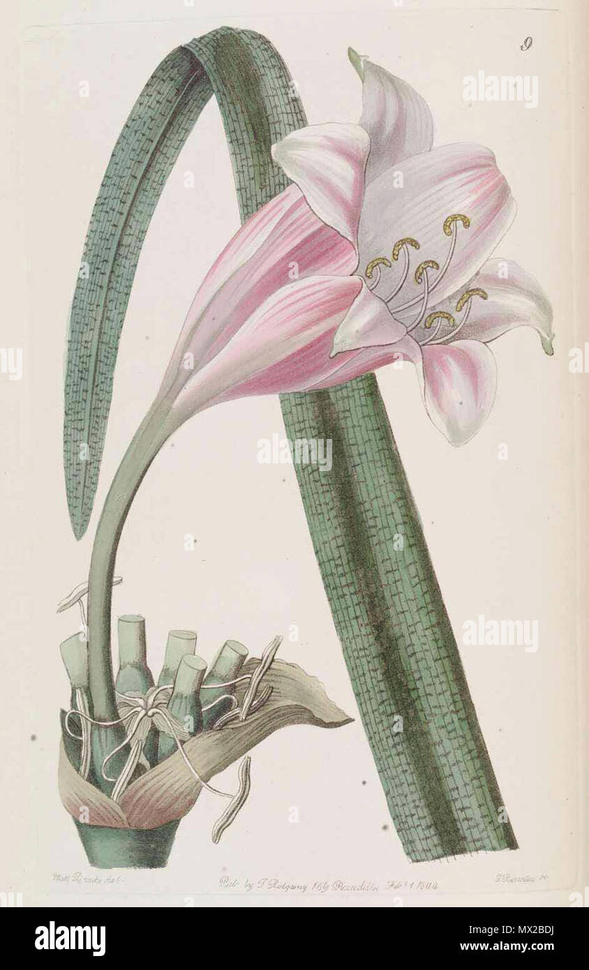 Crinum variabile hi-res stock photography and images - Alamy