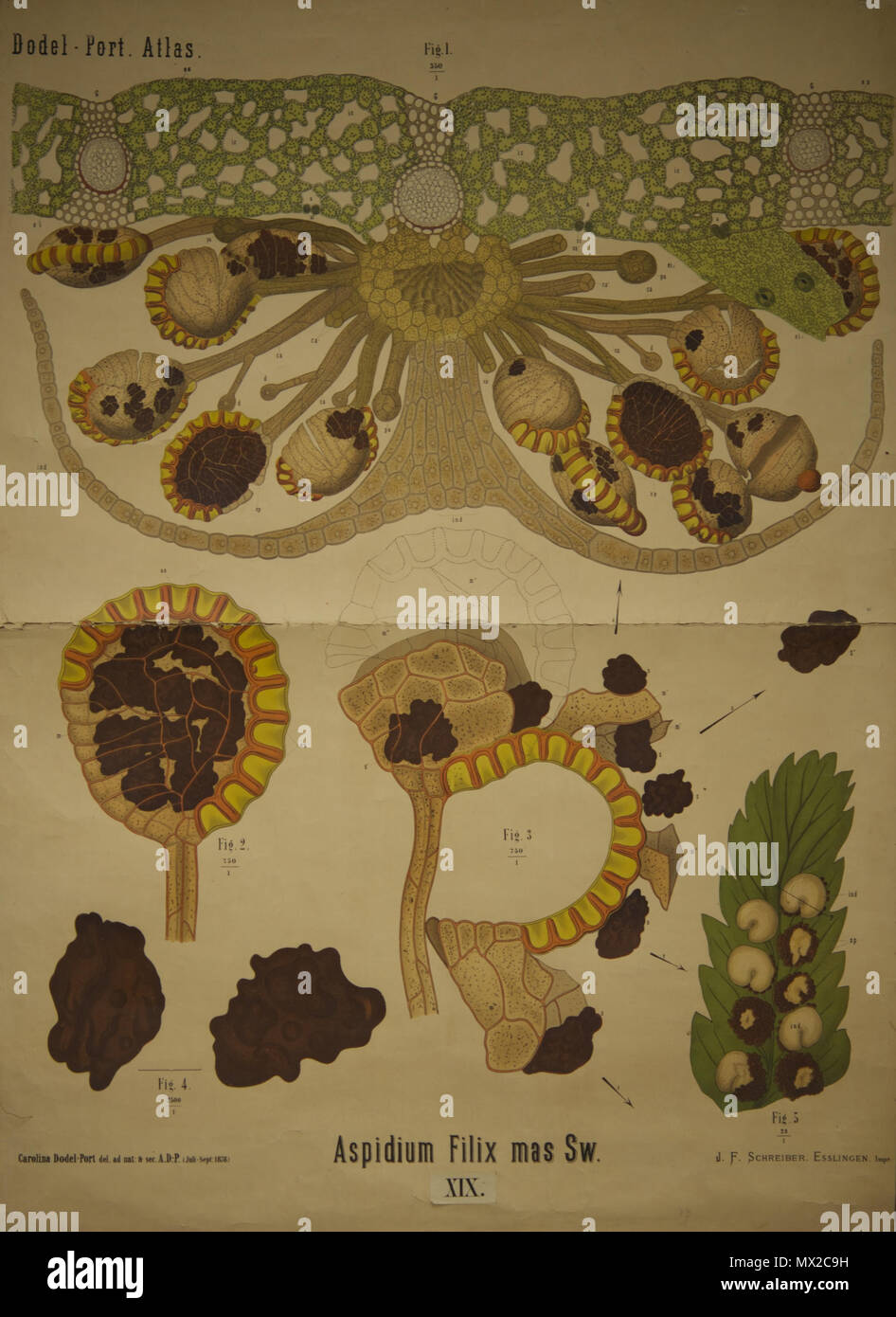 . Français : Planche d'illustration de l'Atlas de Botanique d'Arnold ...