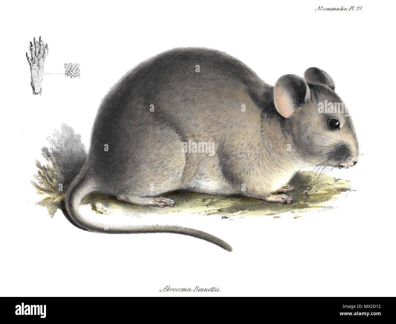 . English: Abrocoma bennettii . 1836. The zoology of the voyage of H.M ...