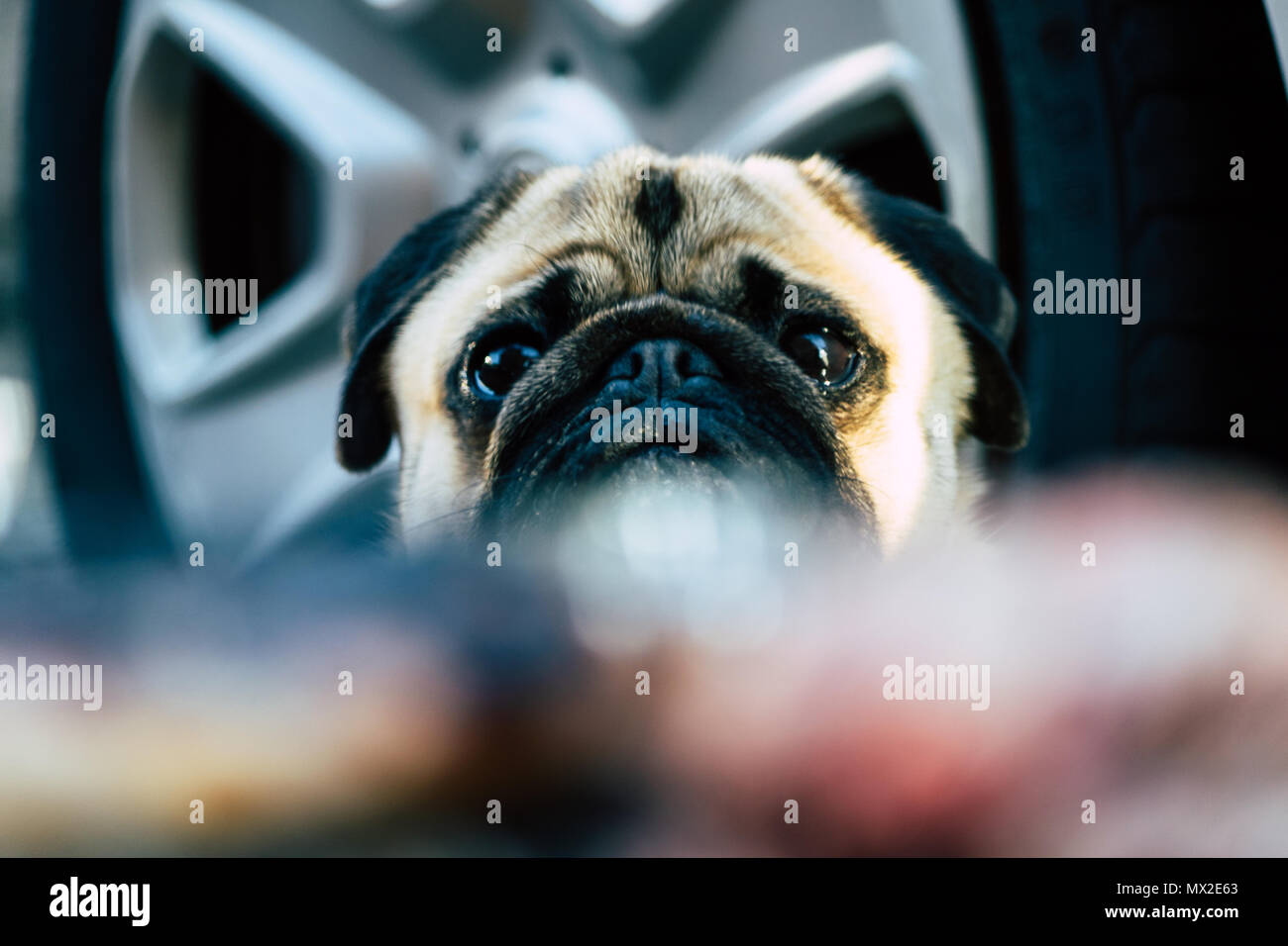 Cute pugs hi-res stock photography and images - Alamy