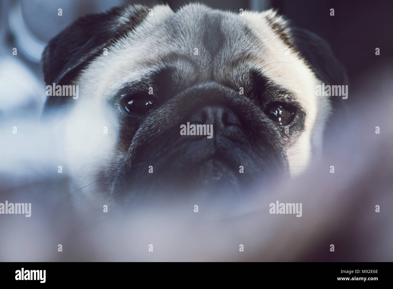 Cute Pugs High Resolution Stock Photography and Images - Alamy