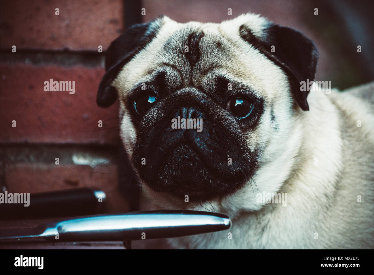 Cute pugs hi-res stock photography and images - Alamy