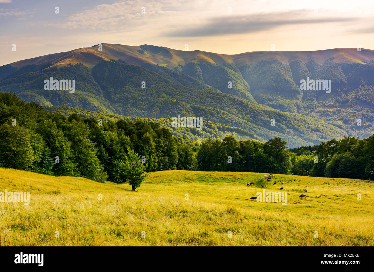 Cow foot plant hi-res stock photography and images - Alamy