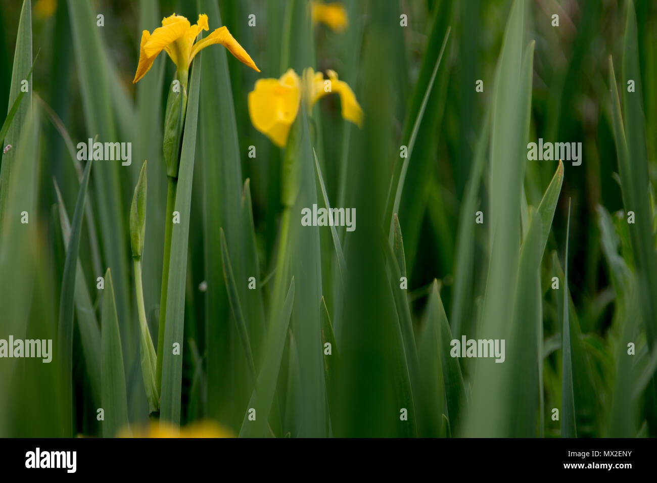 Wild Flowering Plants Stock Photo - Alamy