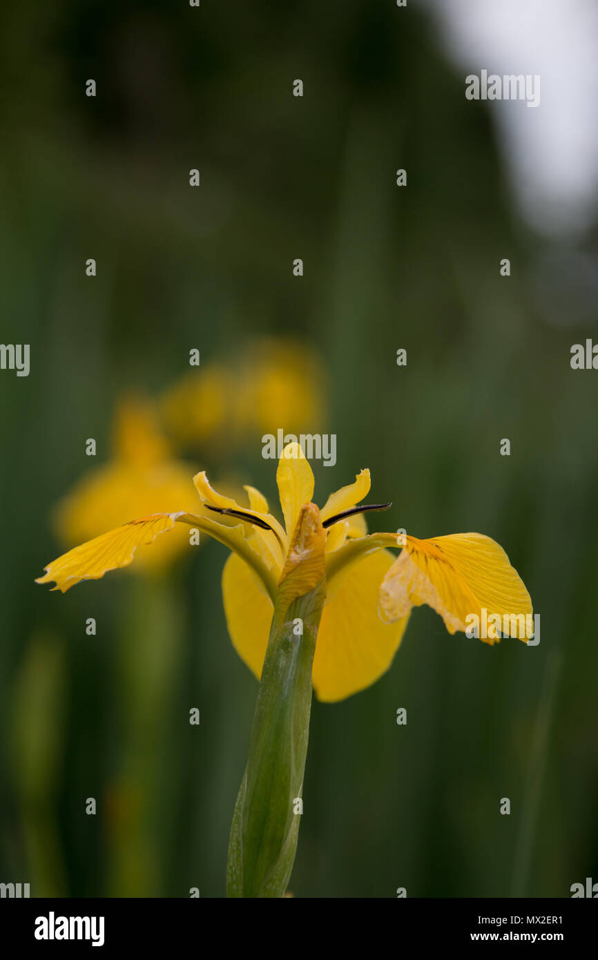 Wild Flowering Plants Stock Photo - Alamy