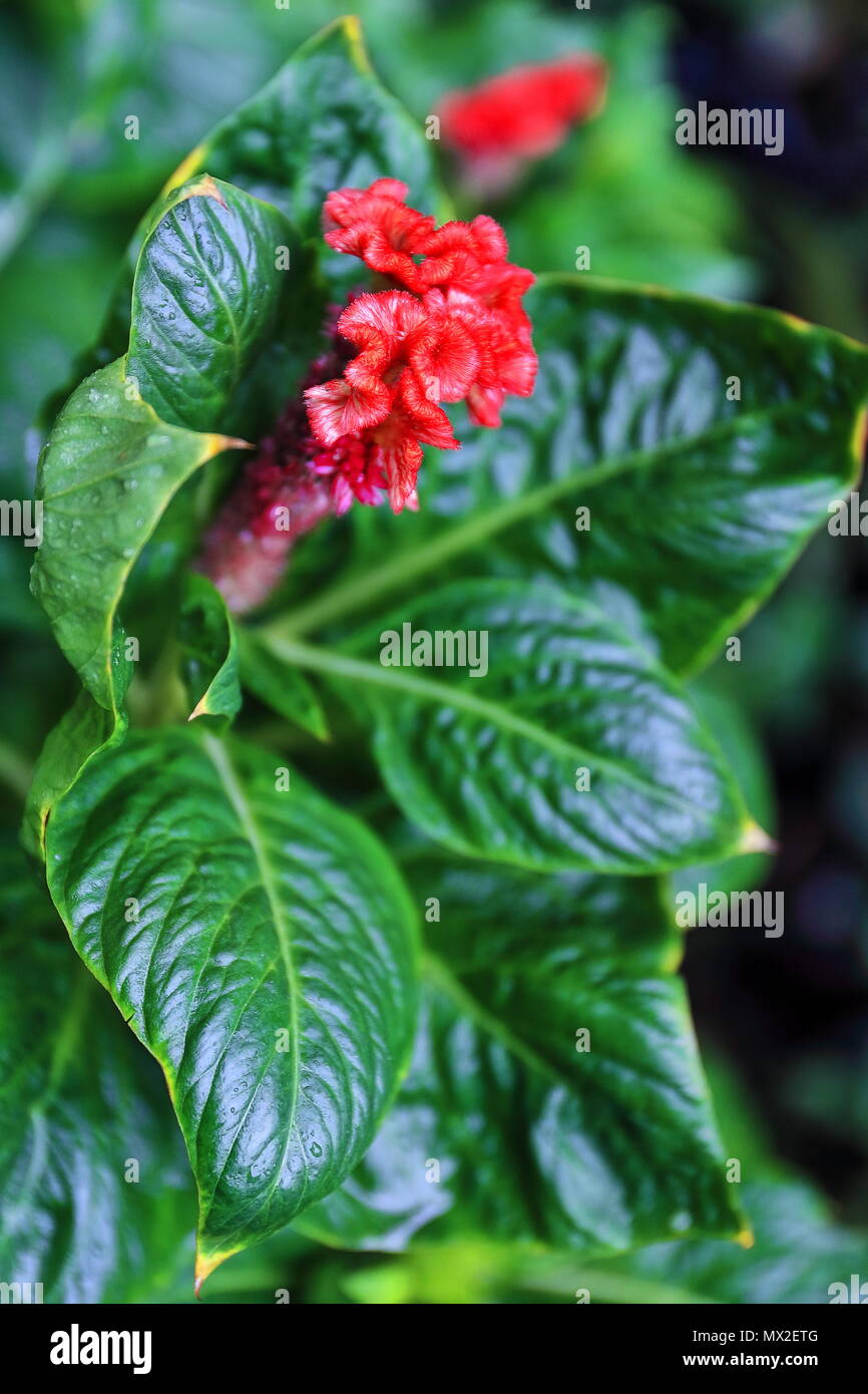 Red cockscomb flower or woolflower or Celosia cristata-edible as ...