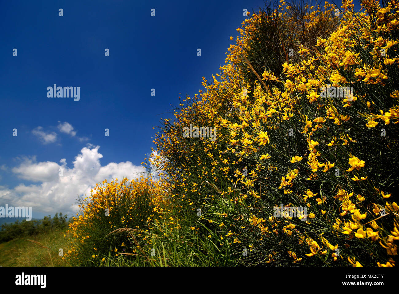 San Vincenzo, Italy. Roadside wild broom against a blue sky with clouds ...