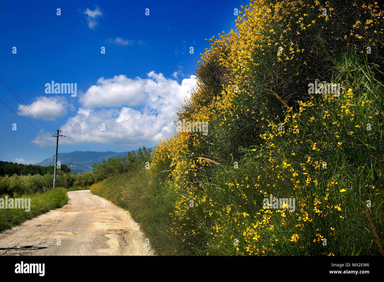 San Vincenzo, Italy. Roadside wild broom against a blue sky with clouds ...