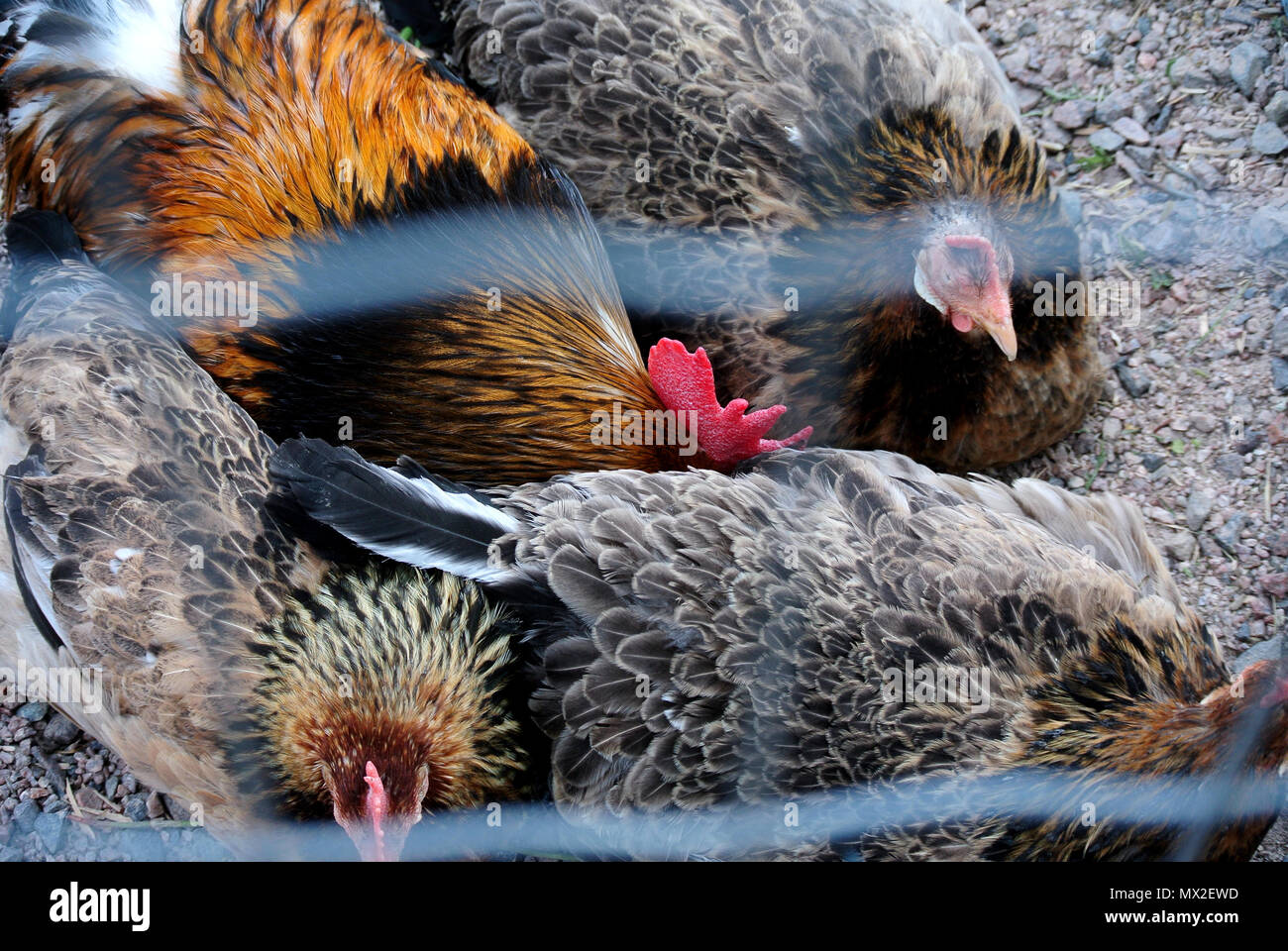 Helsinki central park hi-res stock photography and images - Alamy