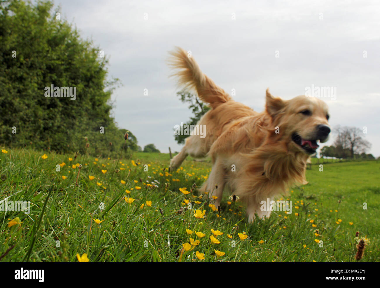 Dogs running down hi-res stock photography and images - Alamy