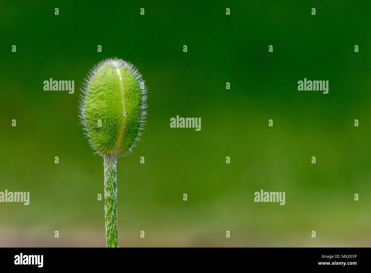 Spiky flowerhead hi-res stock photography and images - Alamy
