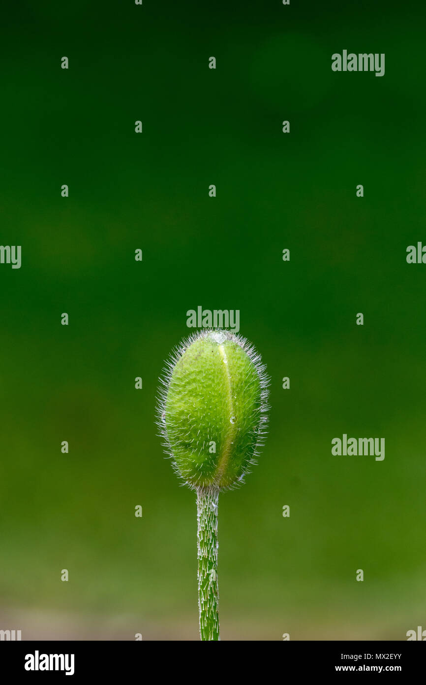 Unopened Red poppy flowerhead just after rain shower, with rain drops ...
