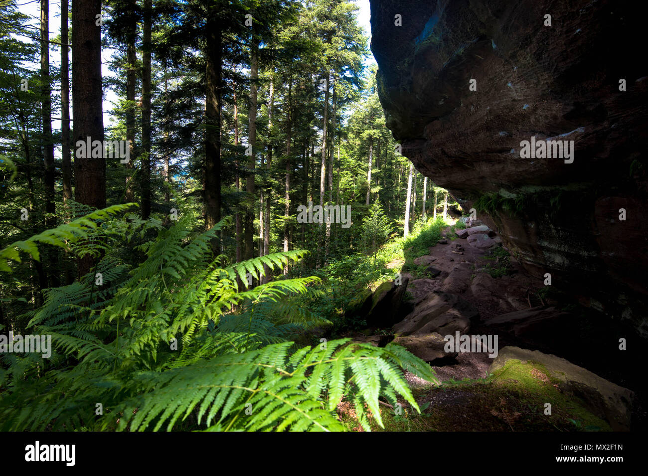 Rocks and forest of Dabo in the Vosges mountains in France Stock Photo ...