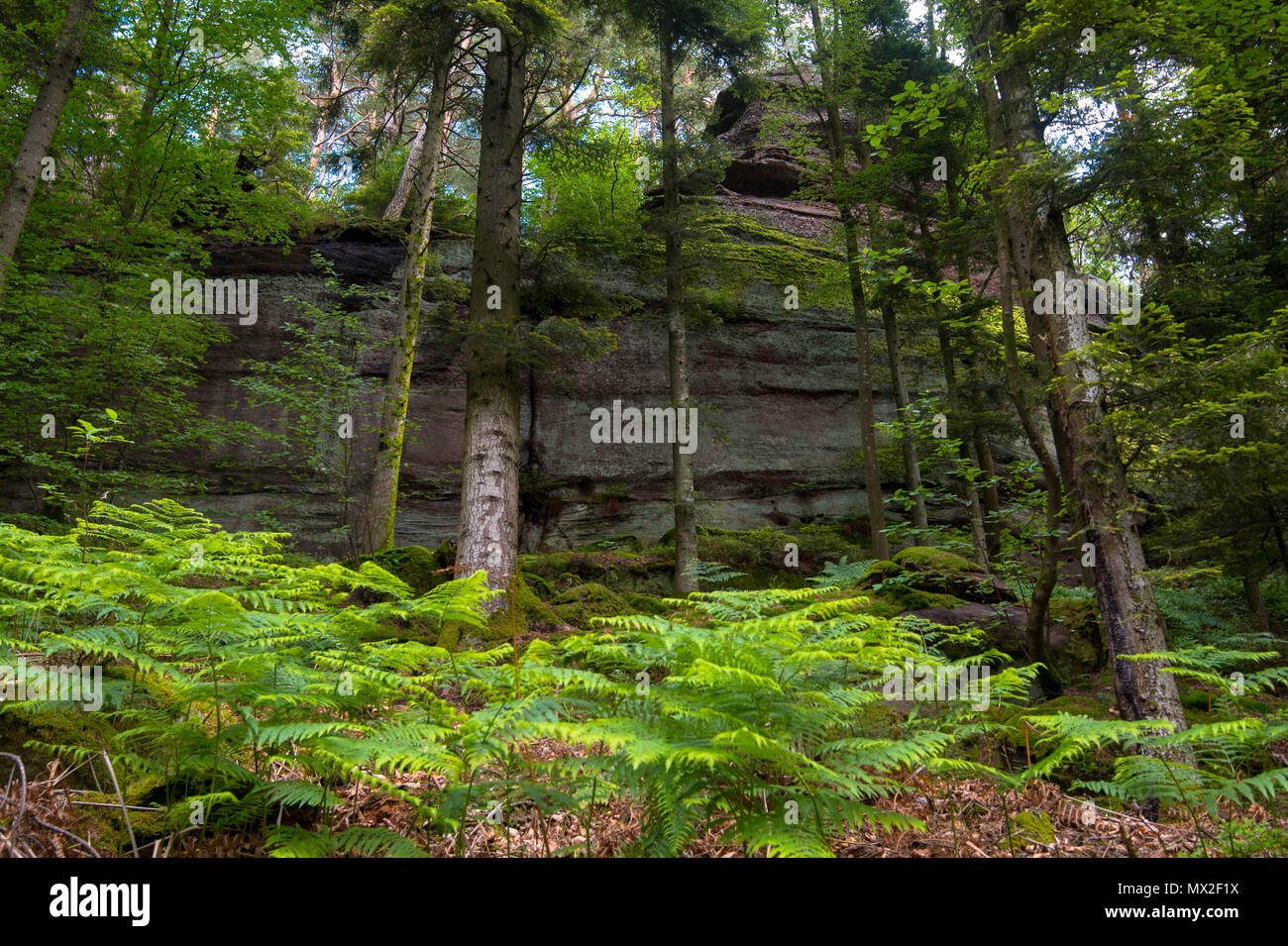 Rocks and forest of Dabo in the Vosges mountains in France Stock Photo ...