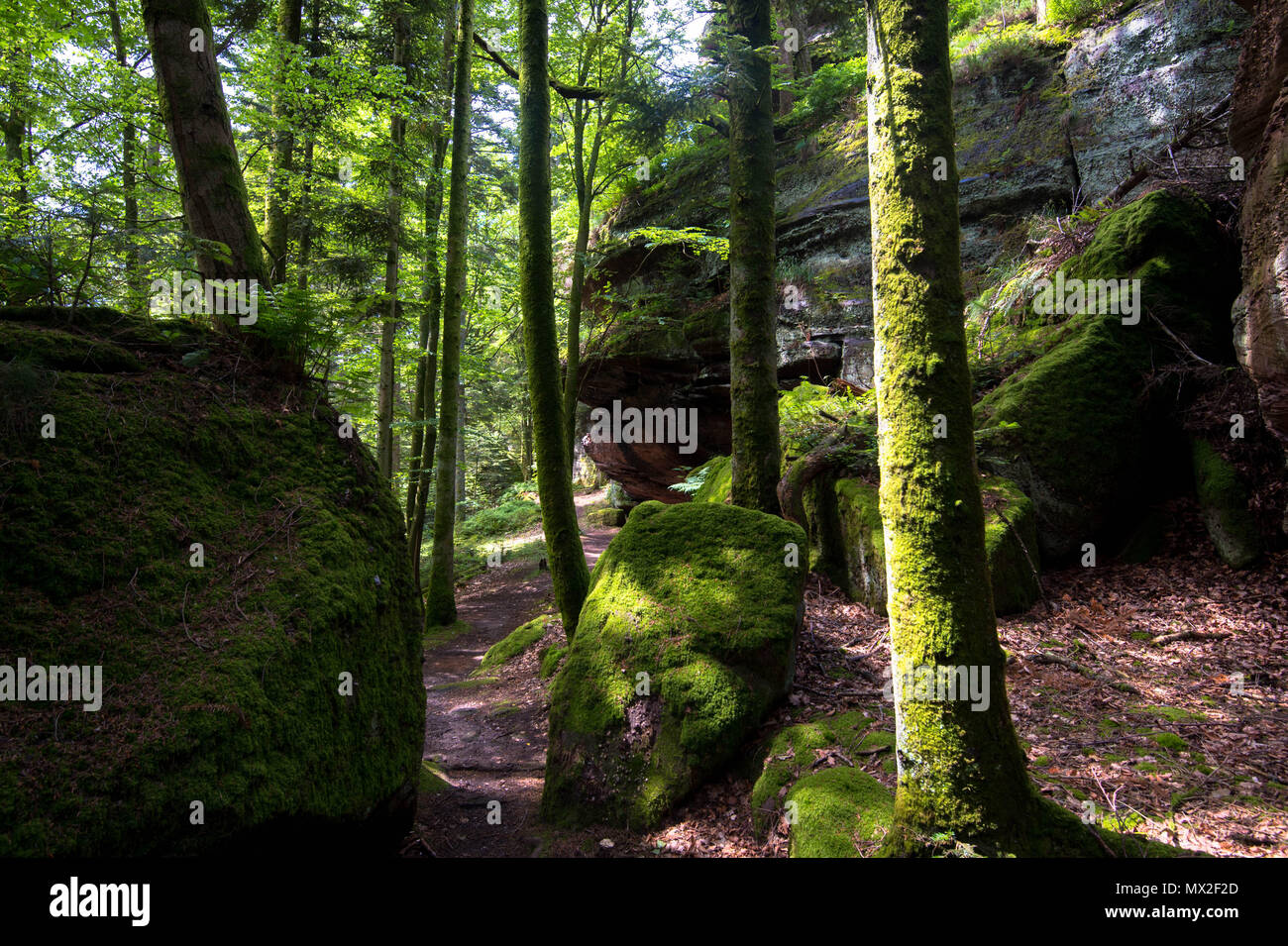 Rocks and forest of Dabo in the Vosges mountains in France Stock Photo ...