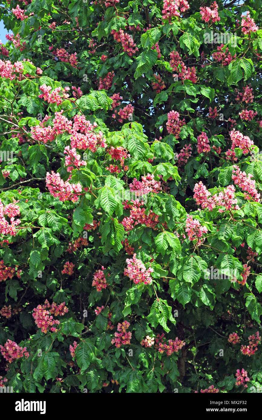 Red horse chestnut tree hi-res stock photography and images - Alamy