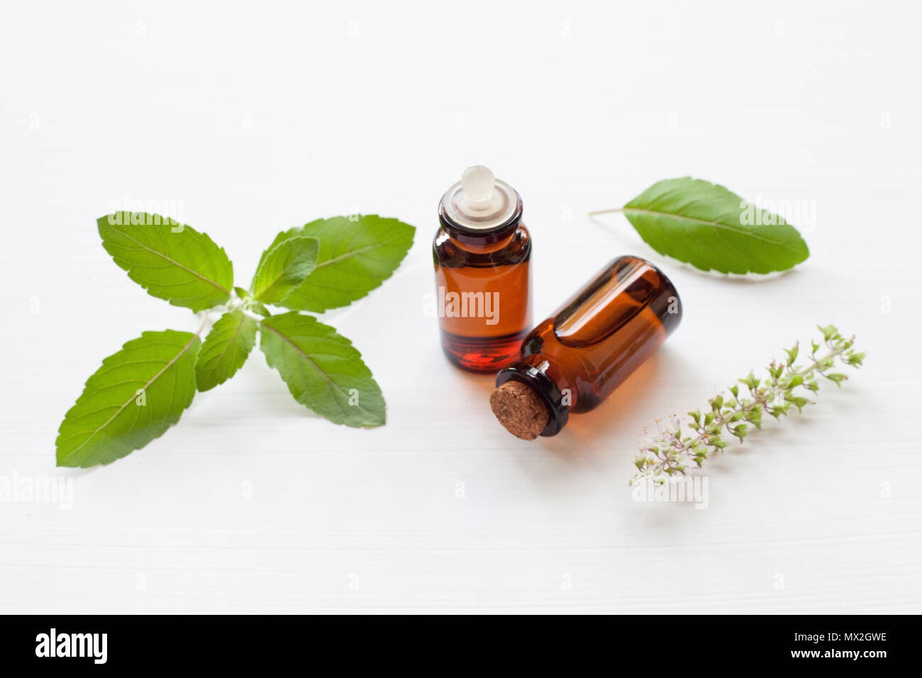 Holy basil india oil hi-res stock photography and images - Alamy