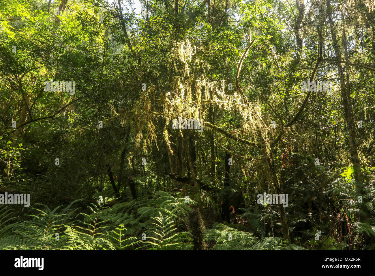 Moss antheridia hi-res stock photography and images - Alamy