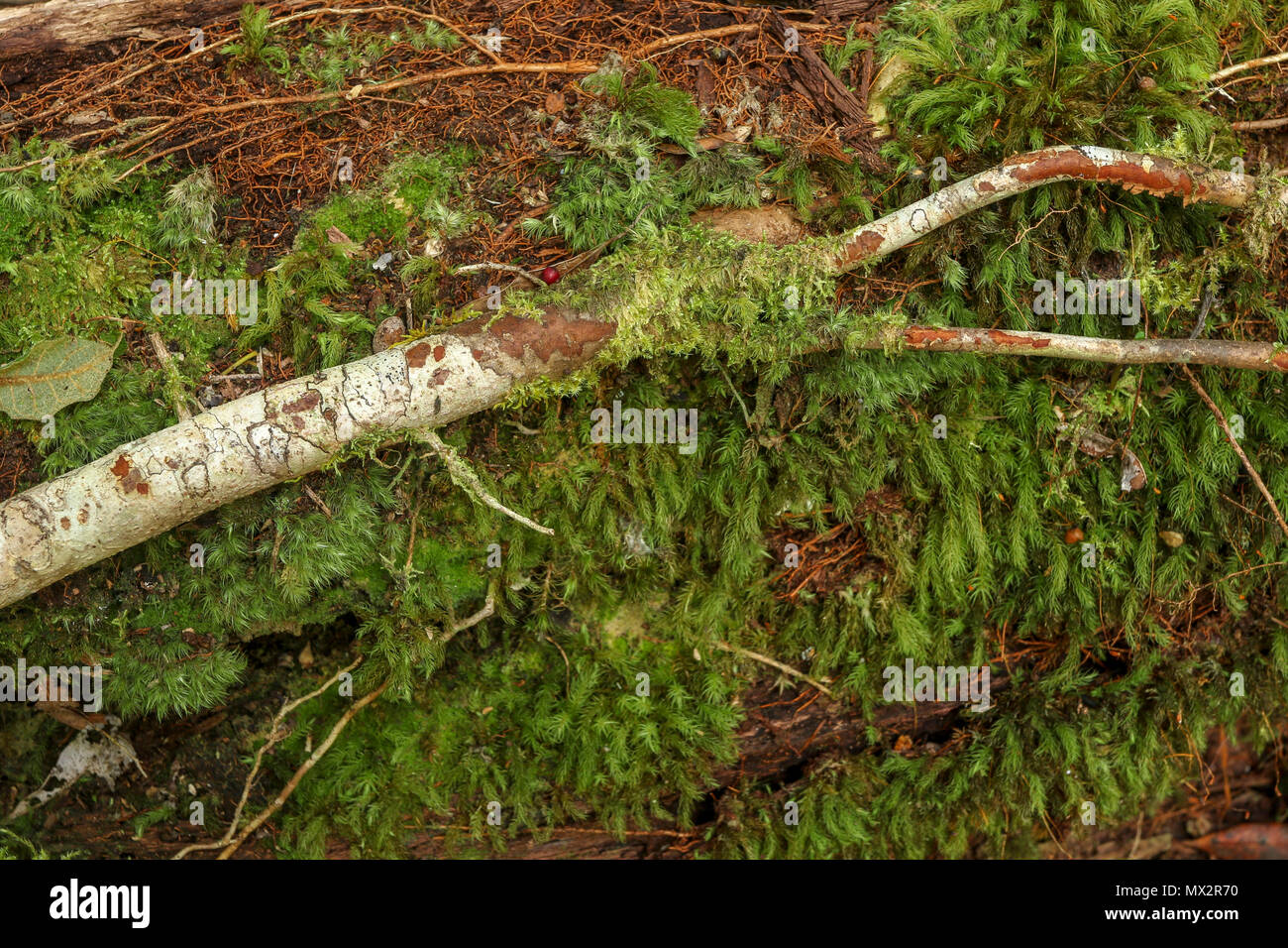Falling twig on moss with moss covering on the Goesa trail in the ...