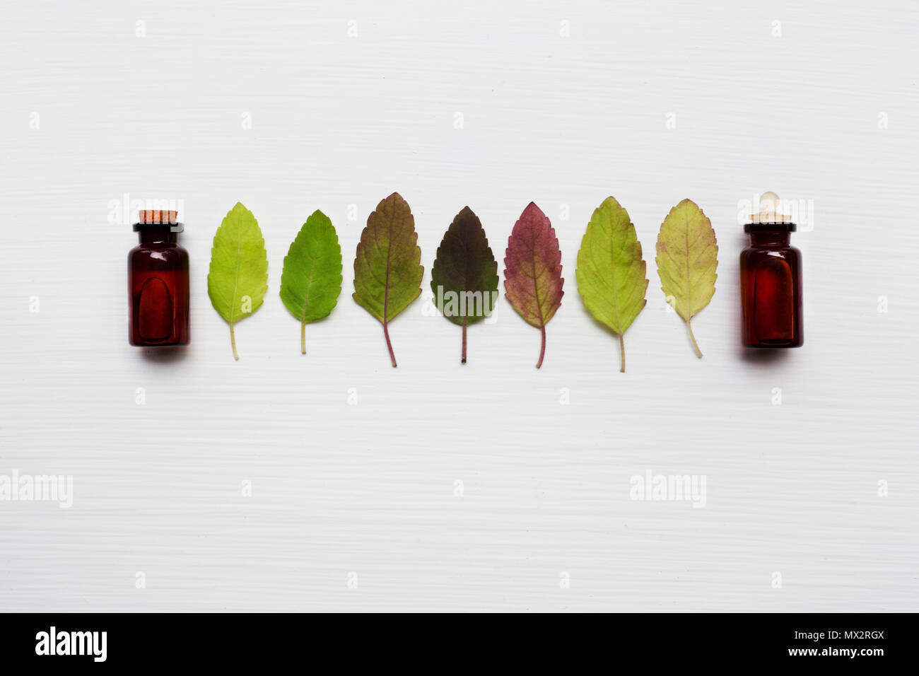 Holy basil essential oil with leaves on white background Stock Photo ...