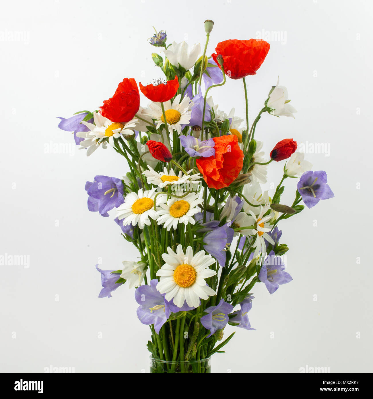 Endangered wild flower hi-res stock photography and images - Alamy