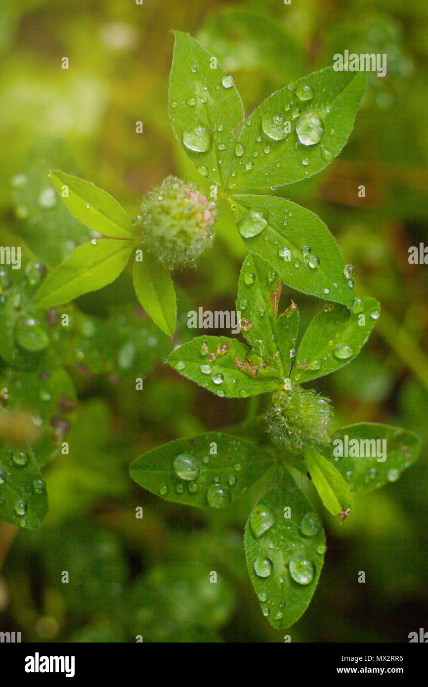 Greens after rain, freshness and cleanliness Stock Photo - Alamy