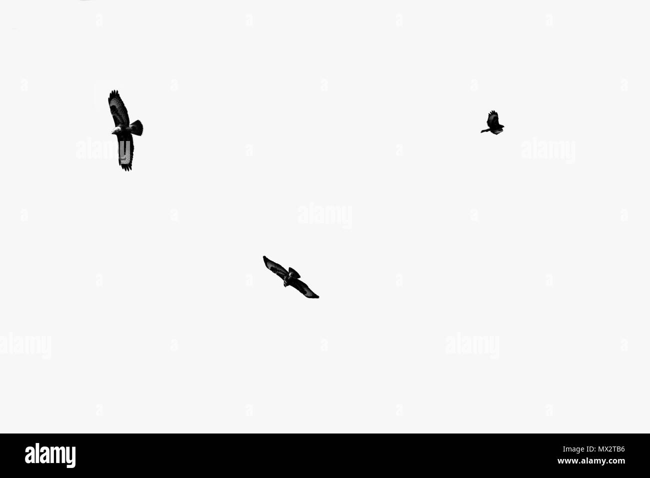The underside of various flight maneuvers of a buzzard in gliding Stock ...