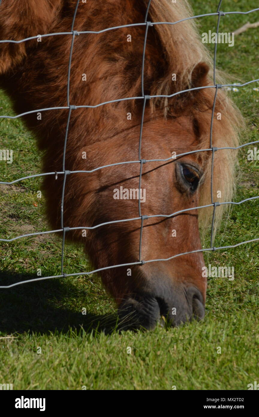 A close up shot of a pony eating at Gamrie caravan park Stock Photo - Alamy