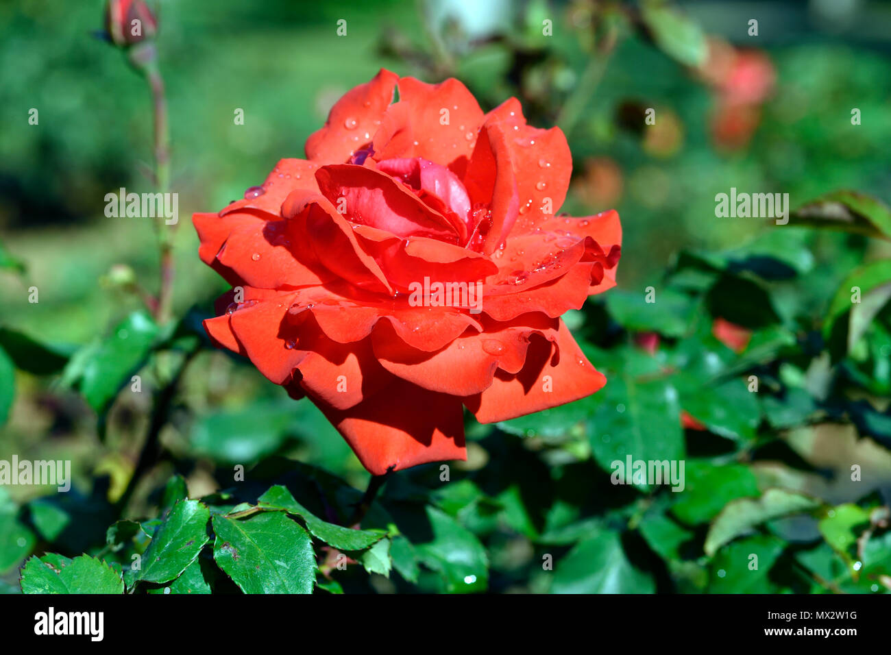 Rose plant dewdrops hi-res stock photography and images - Alamy