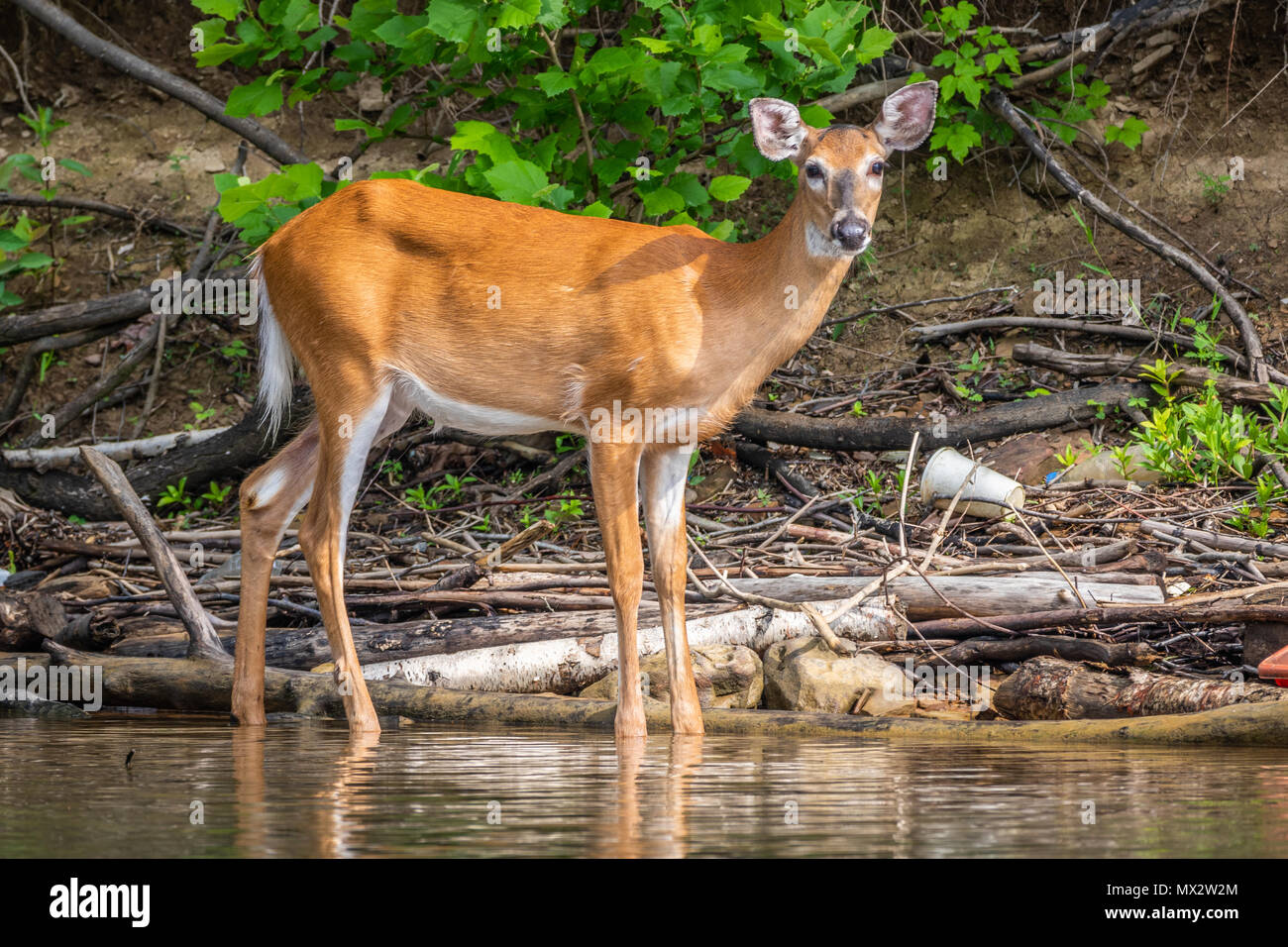 Whitetail lake hi-res stock photography and images - Alamy