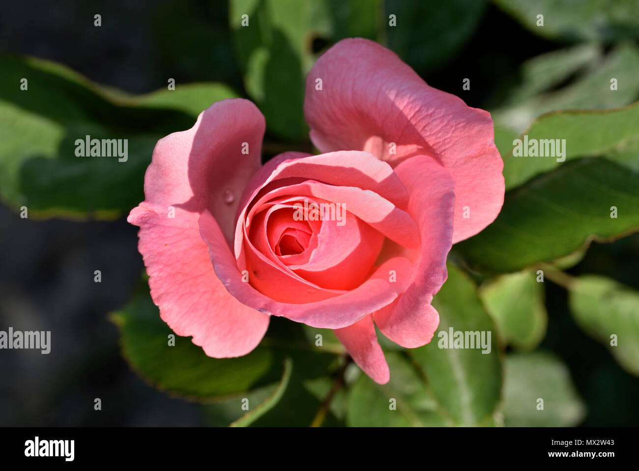 Rose top view hi-res stock photography and images - Alamy