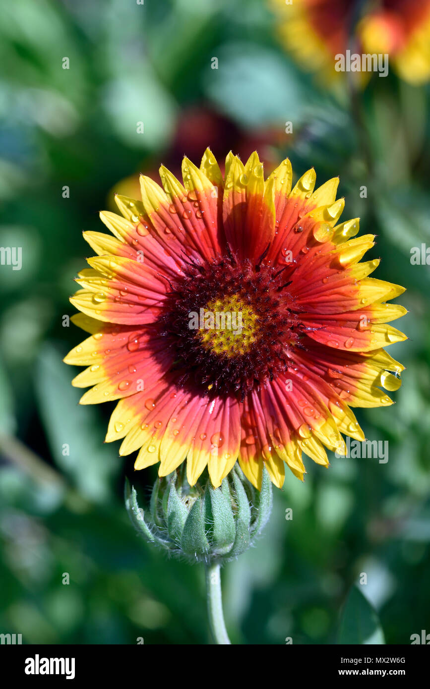 Common Gaillardia flower Stock Photo - Alamy