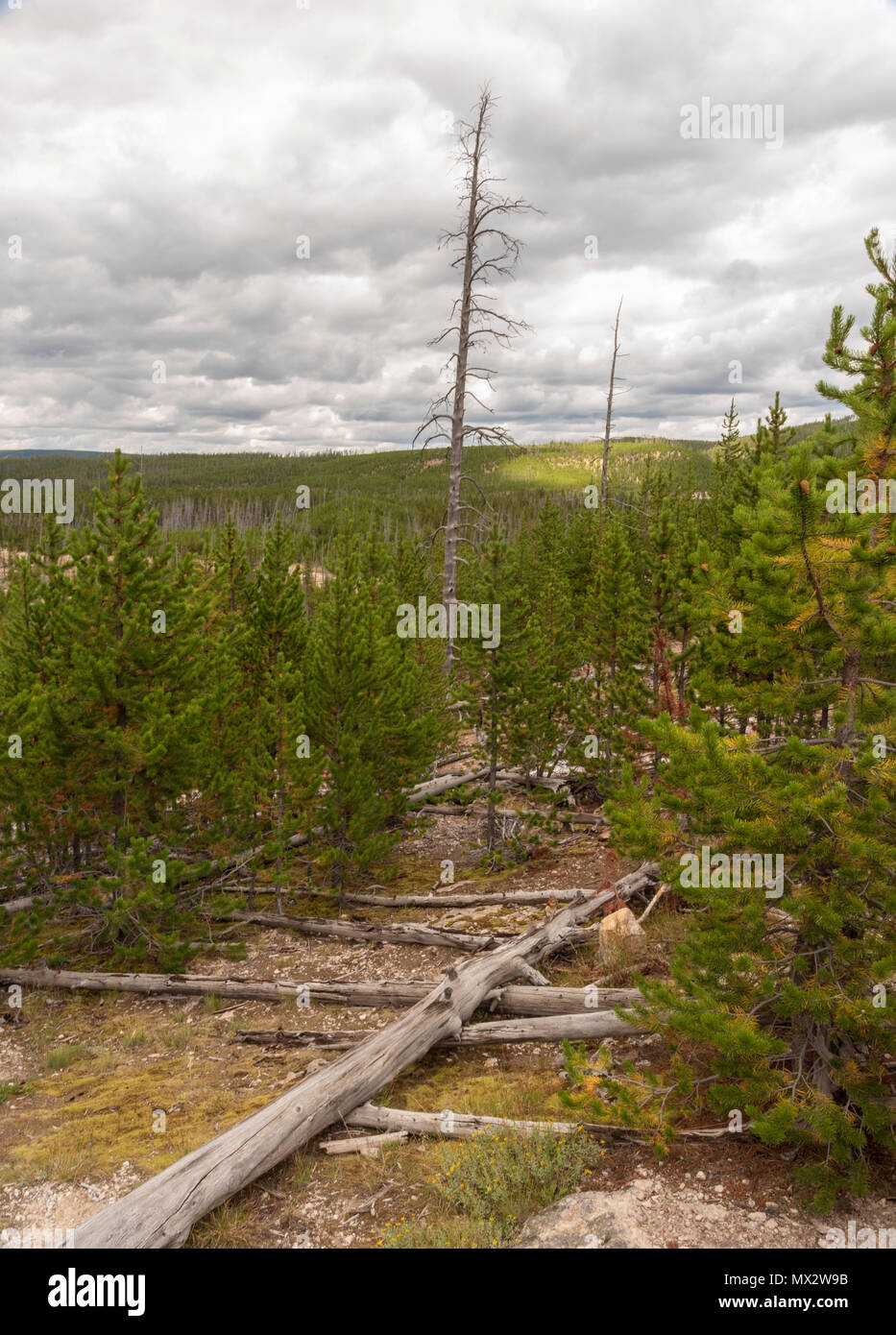 Dead tree on the ground in forest of younger trees, forested hills ...