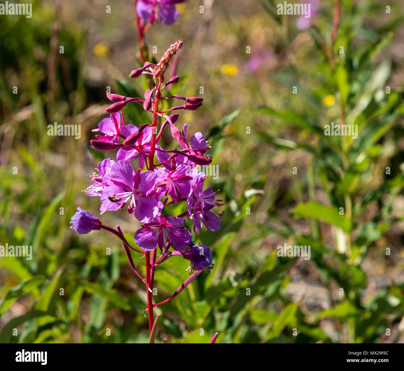Pink wildflowers against green background Stock Photo - Alamy