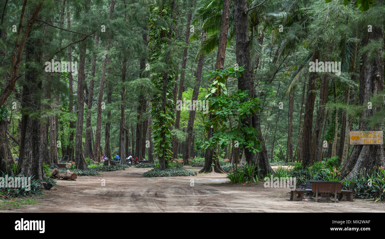 Phuket, Thailand - Apr 26, 2018. Oak trees (Casuarina equisetifolia) at ...