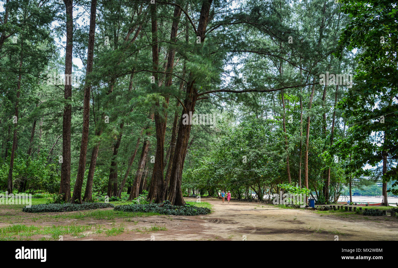 Phuket, Thailand - Apr 26, 2018. Oak trees (Casuarina equisetifolia) at ...