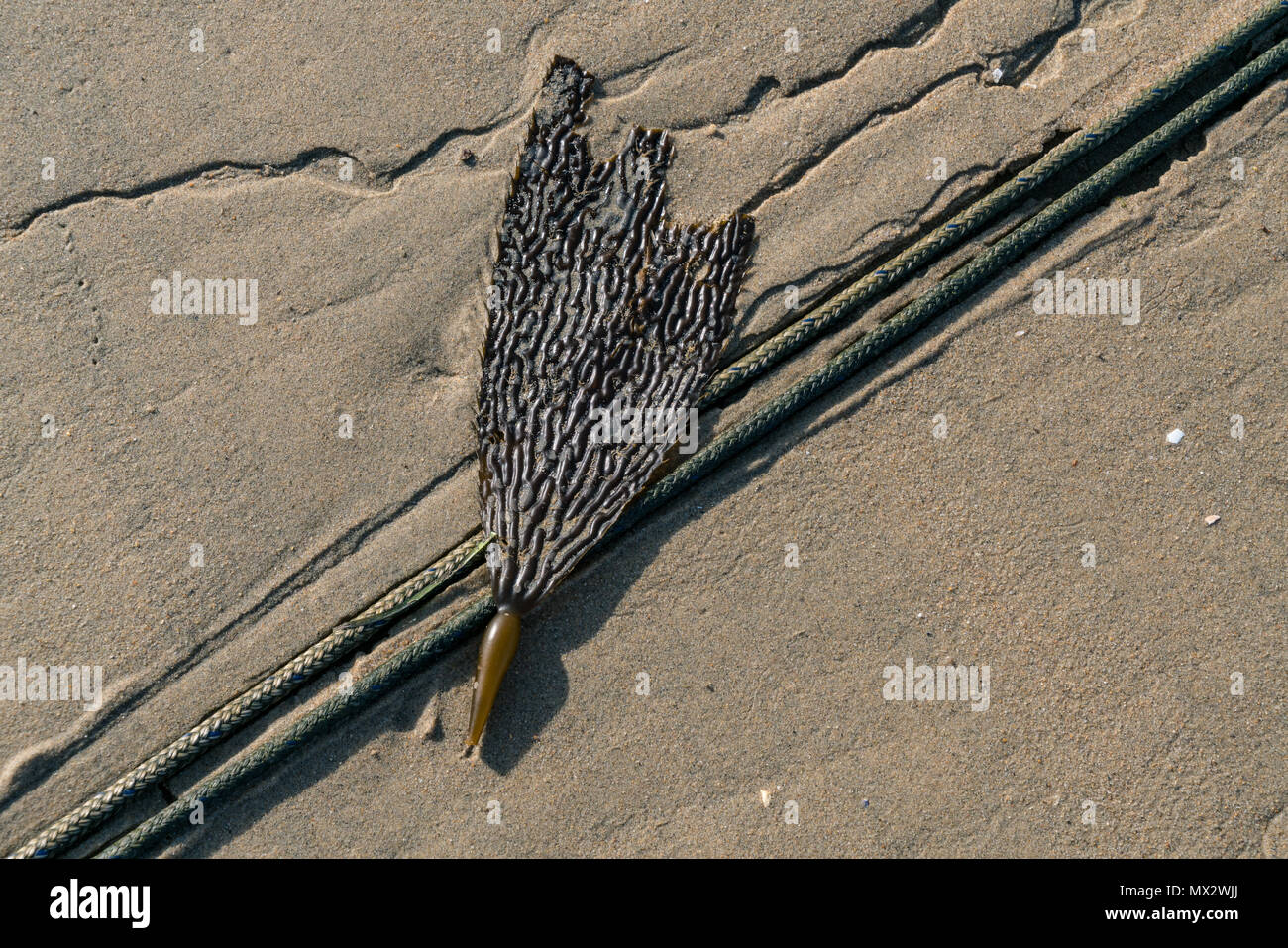 Seaweed Shapes Stock Photos & Seaweed Shapes Stock Images - Alamy