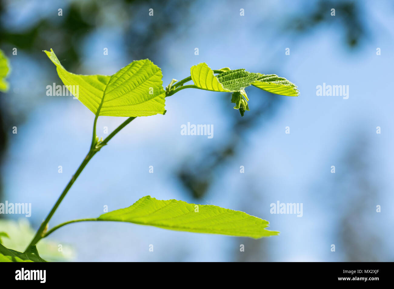 Tree branch with fresh green leaves summer closeup Stock Photo - Alamy