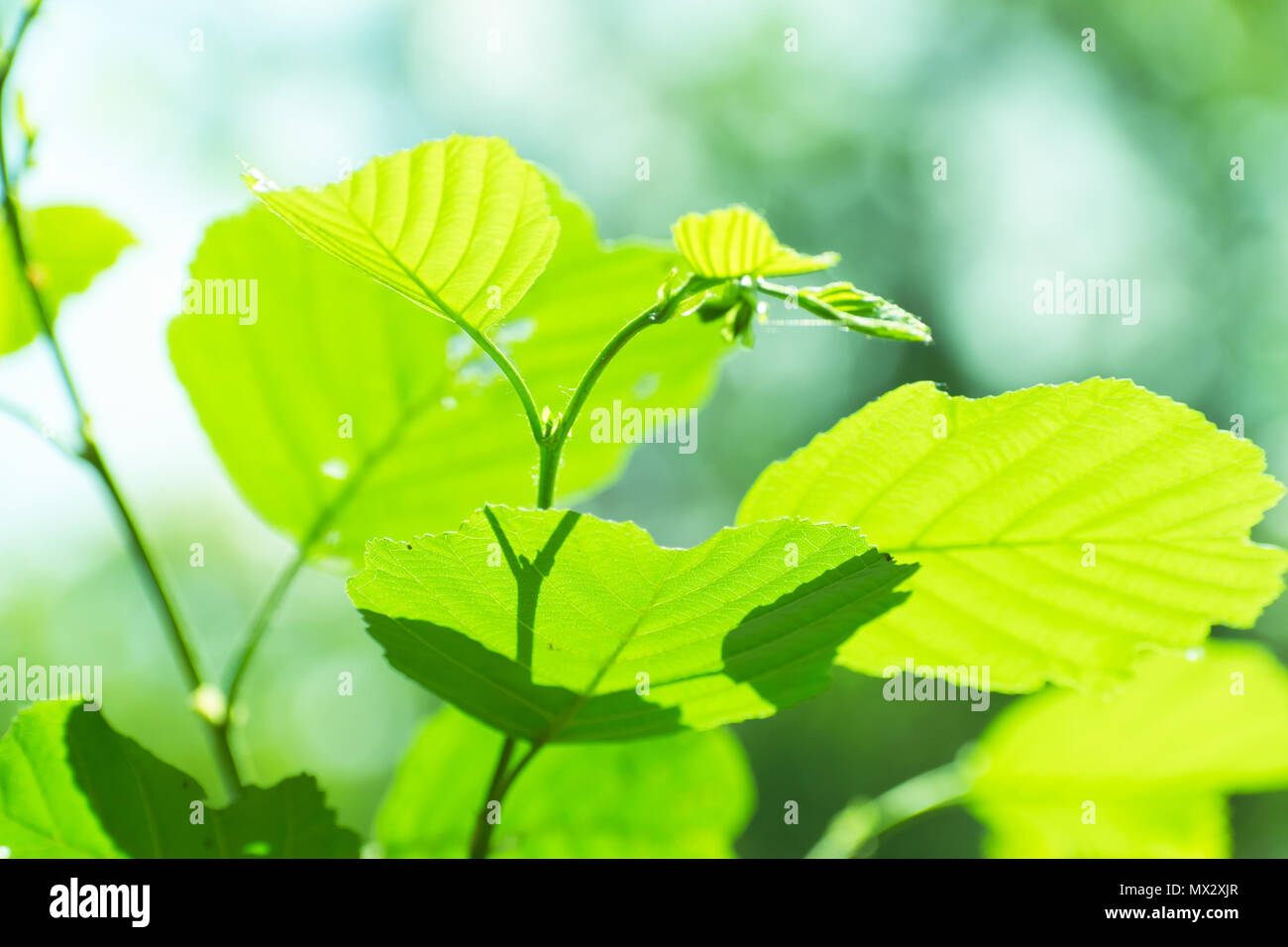 Tree branch with fresh green leaves summer closeup Stock Photo - Alamy