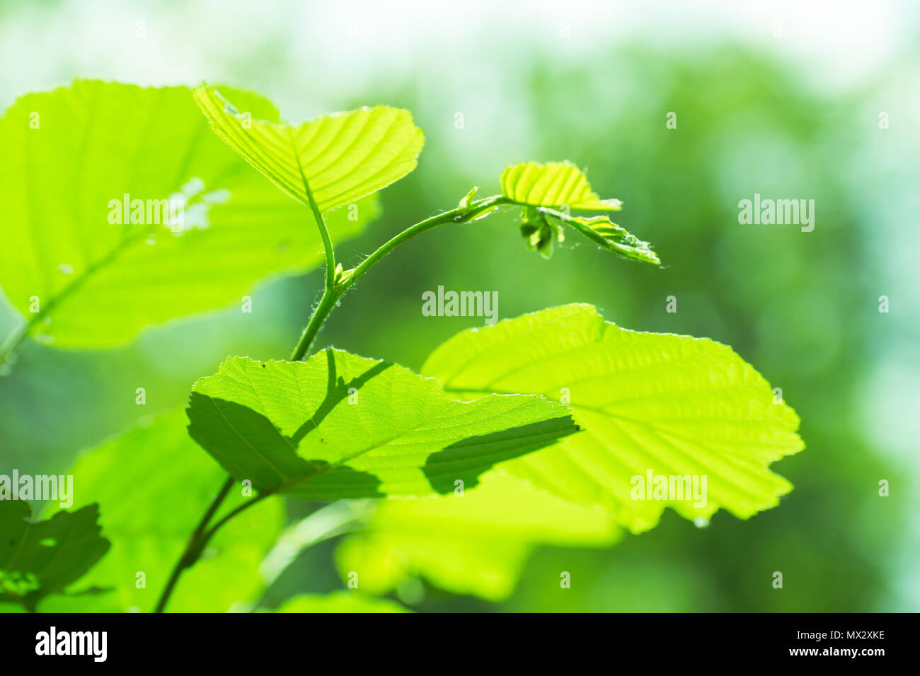 Tree branch with fresh green leaves summer closeup Stock Photo - Alamy