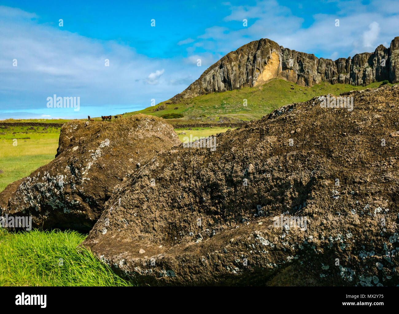 Fallen Moai head, Tongariki archaeological site with steep cliff of ...