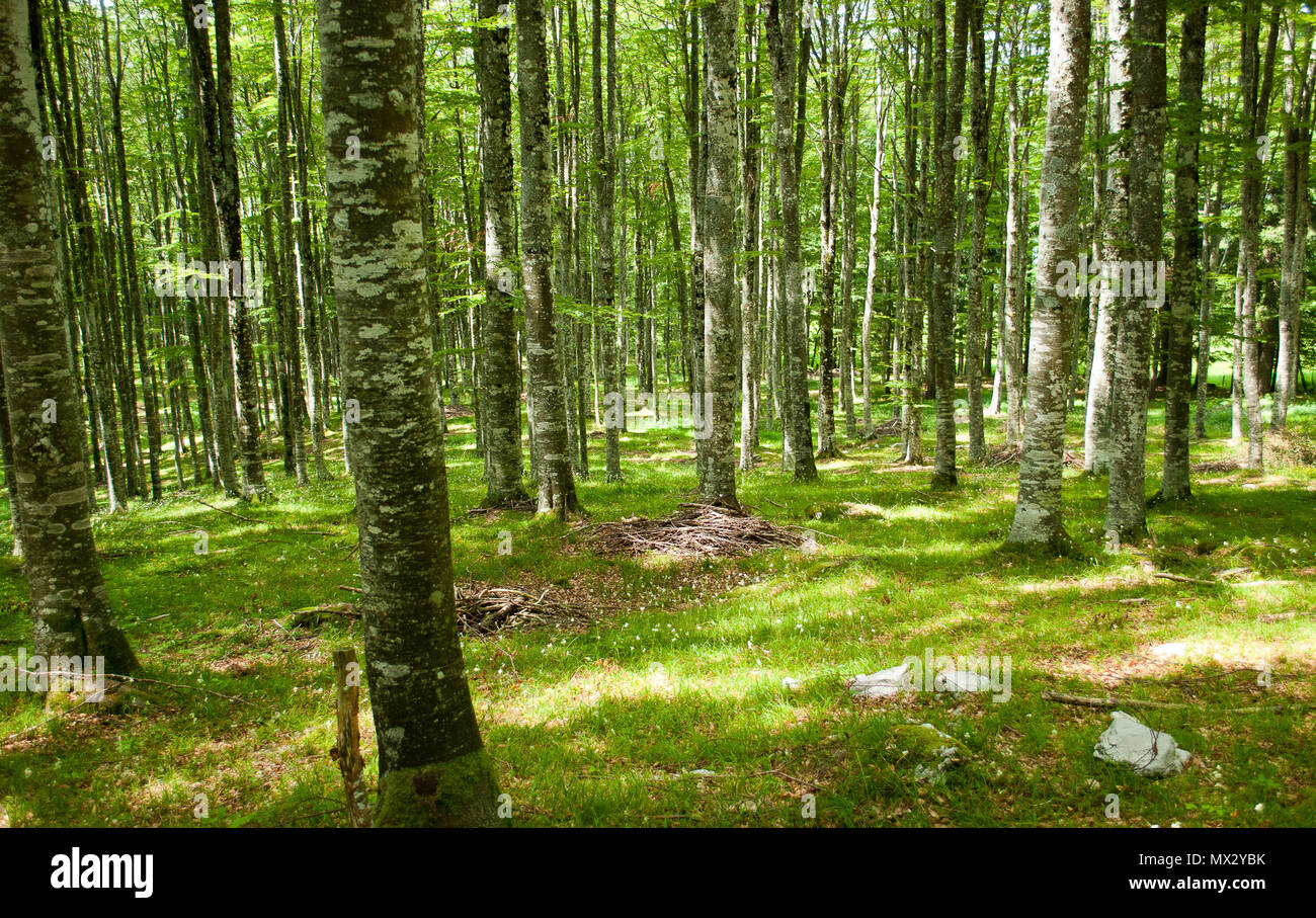 Edmonton forests hi-res stock photography and images - Alamy