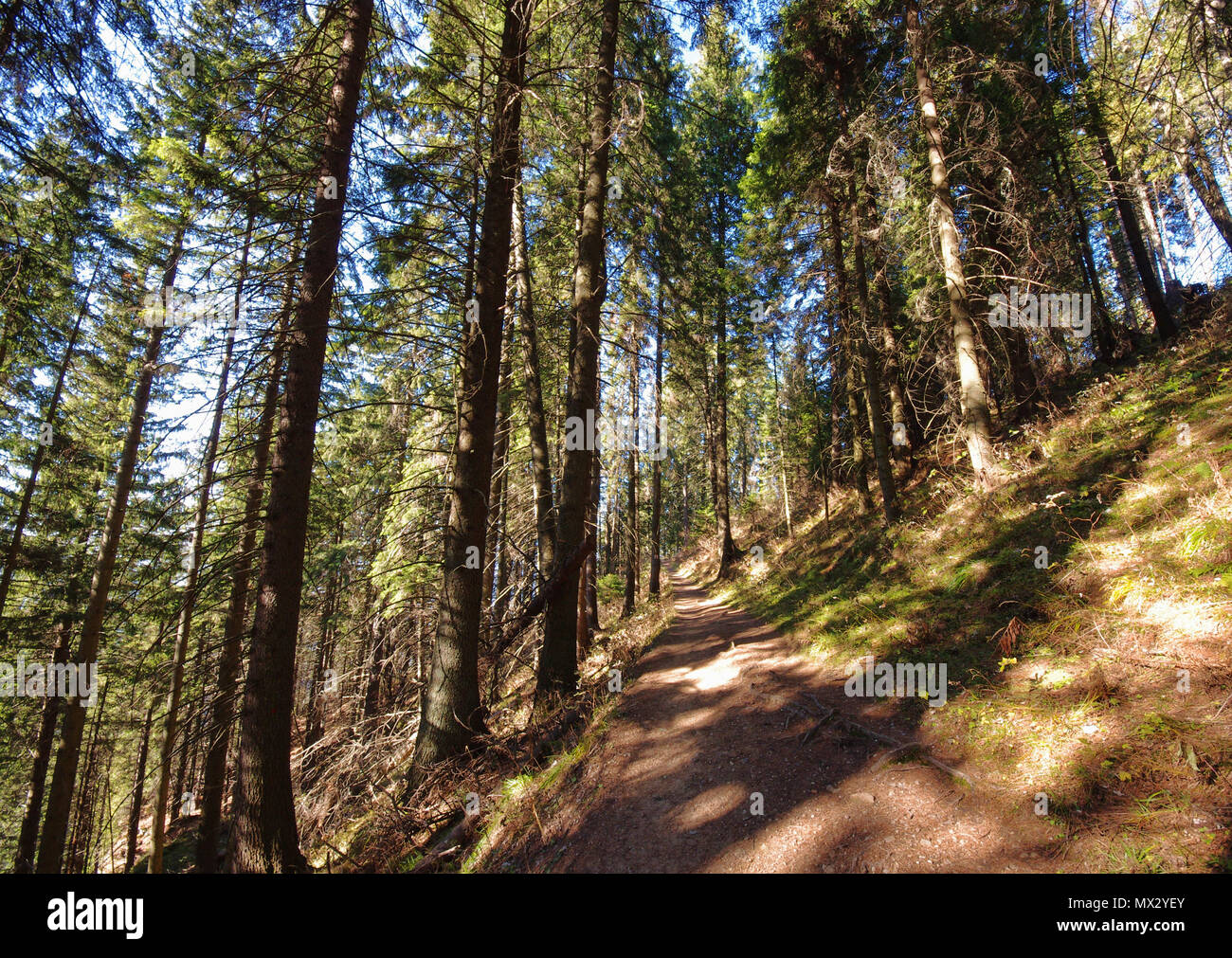 wide view of path in the forest Stock Photo - Alamy