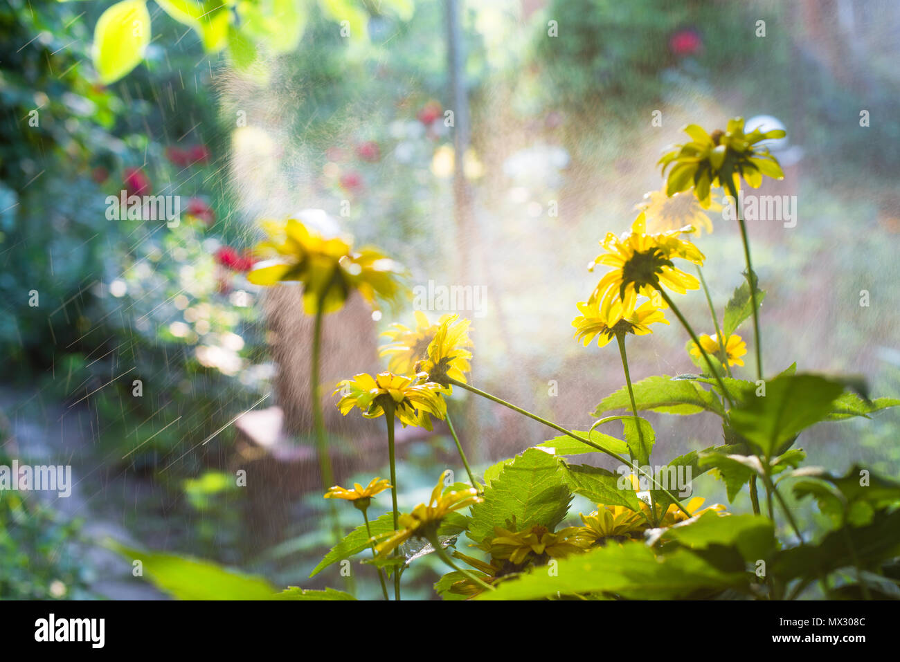 Summer rain in the garden, with yellow flowers Stock Photo - Alamy