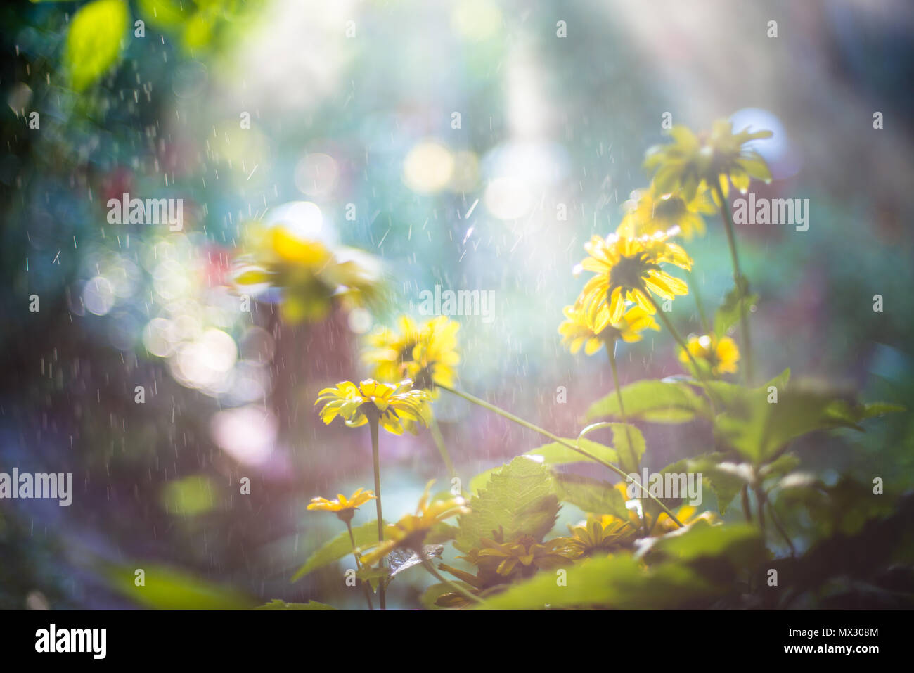 Summer rain in the garden, with yellow flowers Stock Photo - Alamy