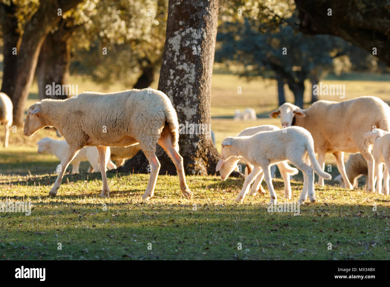Beautiful lambs and sheeps in the landscape Stock Photo - Alamy