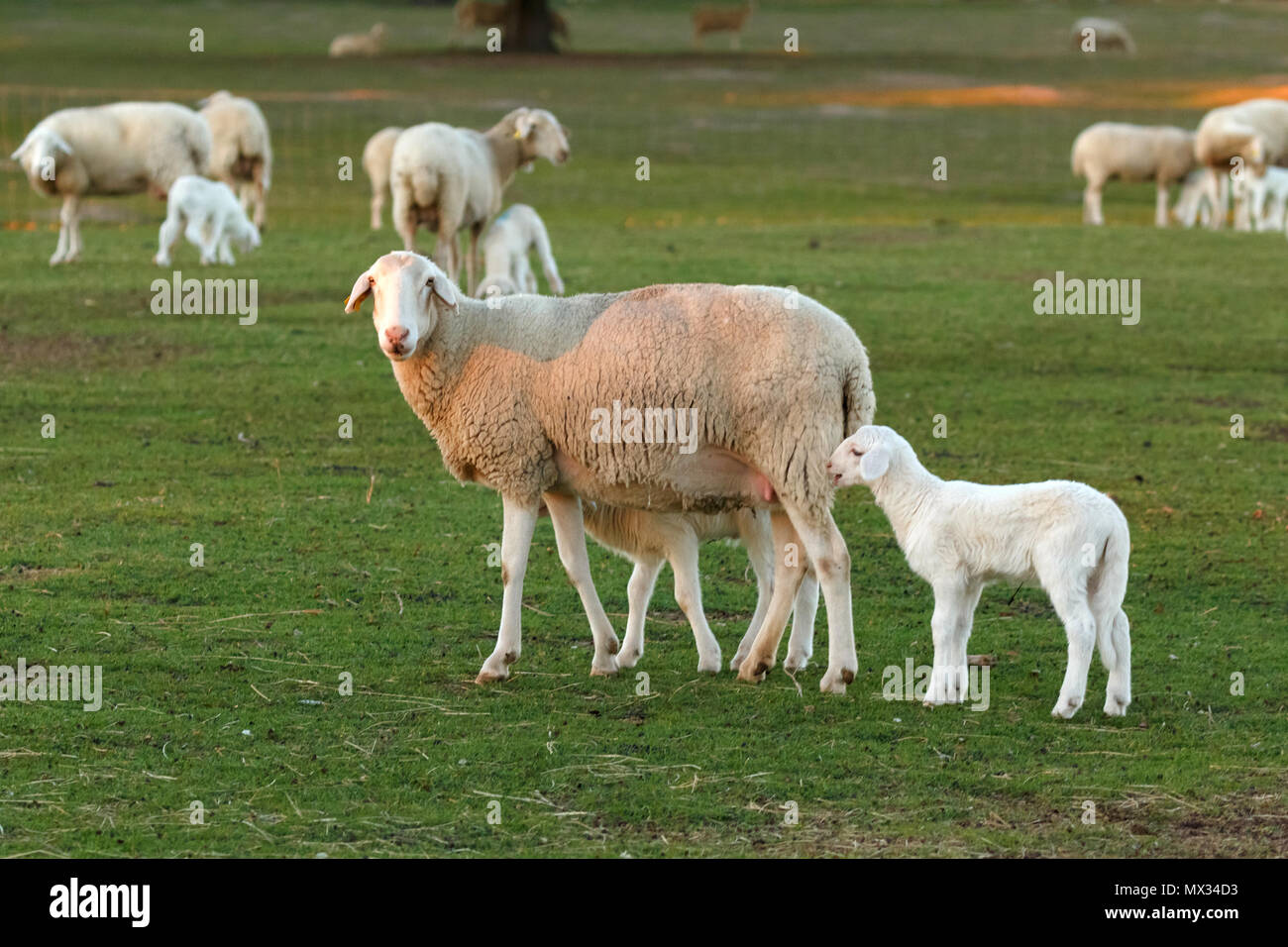 Beautiful lambs next to its mother in the landscape Stock Photo - Alamy