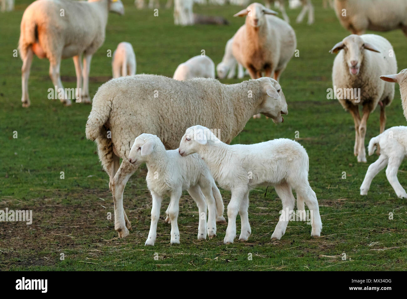 Beautiful lambs with its mothers in the landscape Stock Photo - Alamy