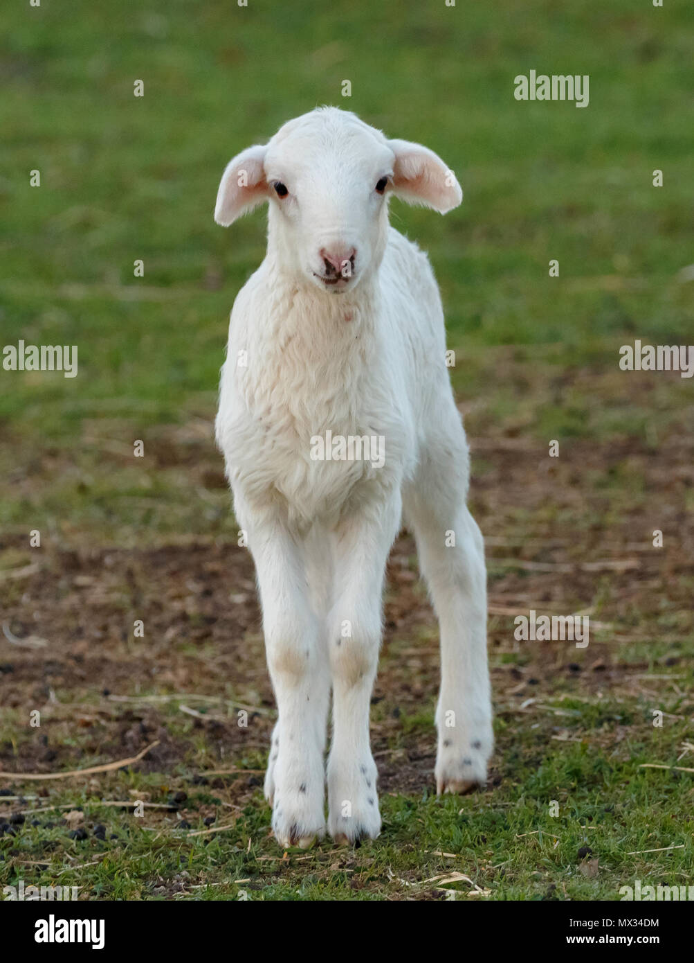 Beautiful lamb looking at camera in the landscape Stock Photo - Alamy