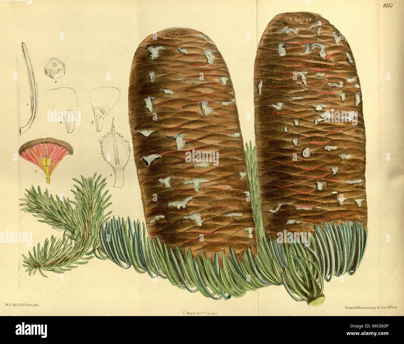 Red fir tree abies magnifica hi-res stock photography and images - Alamy